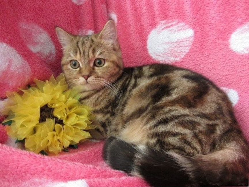 Кошечка в добрые руки