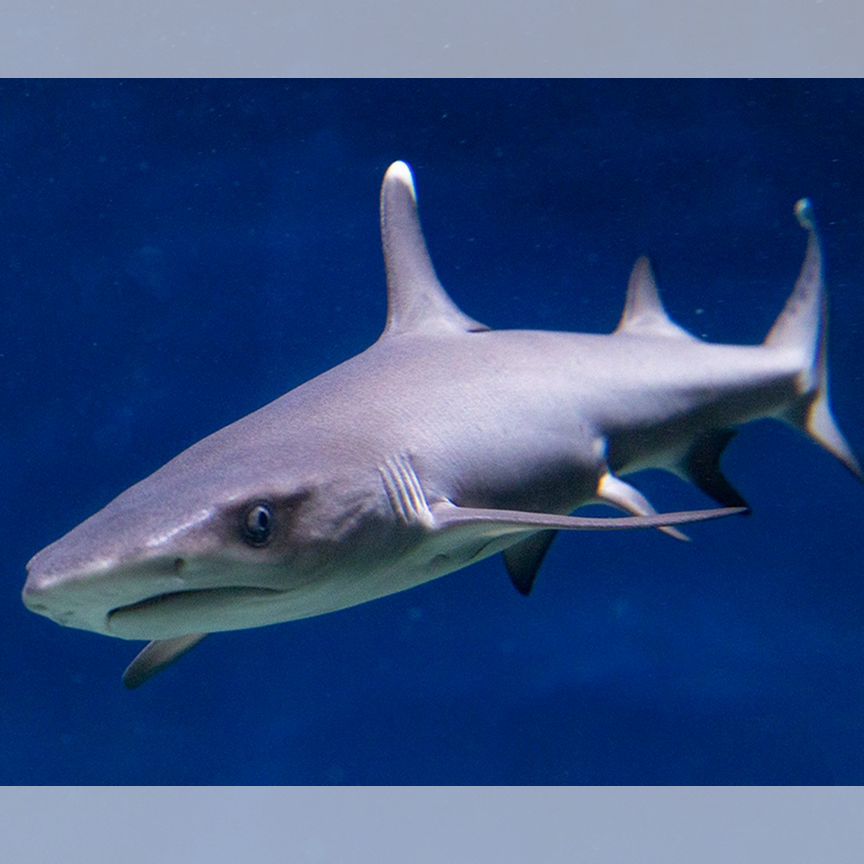 Акула белоперая рифовая, M /Triaenodon obesus