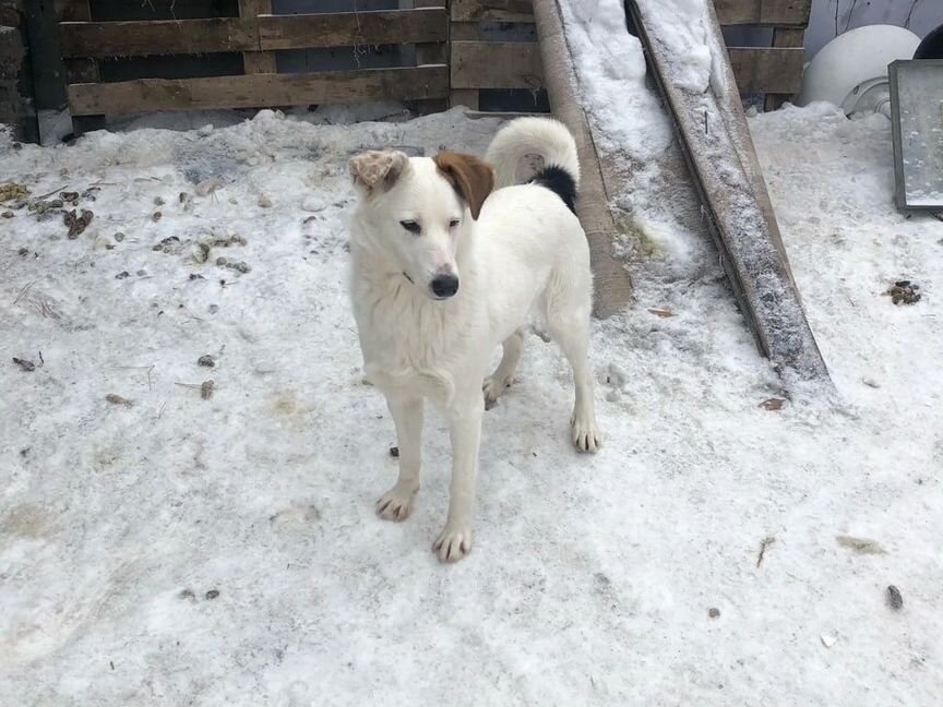 Собака в добрые руки отдам бесплатно