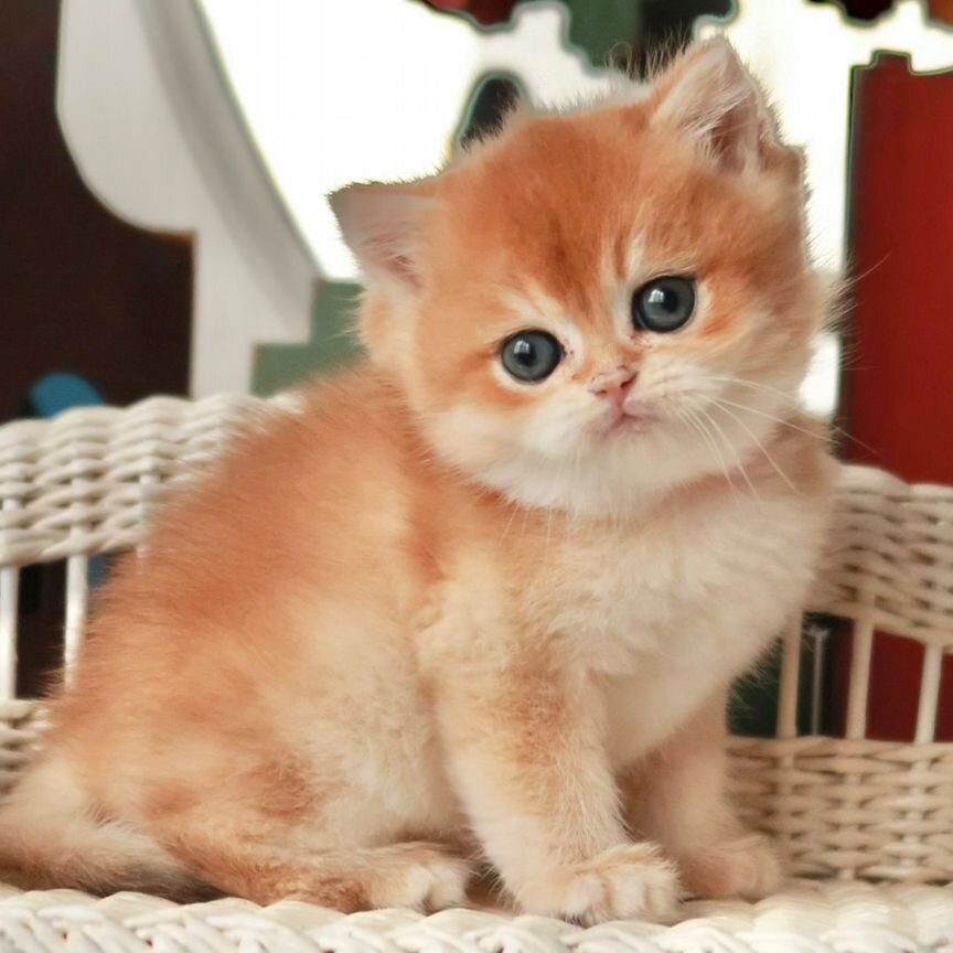 Котенок британская золотая шиншилла