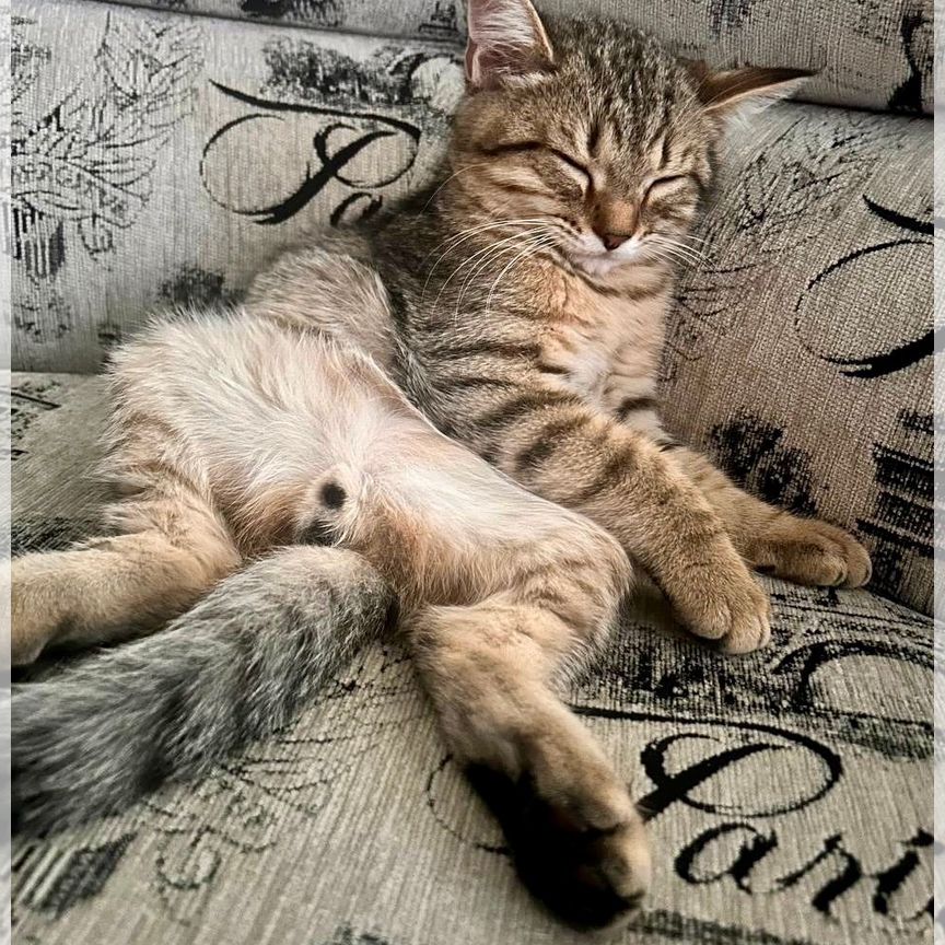 Котёнок в добрые руки