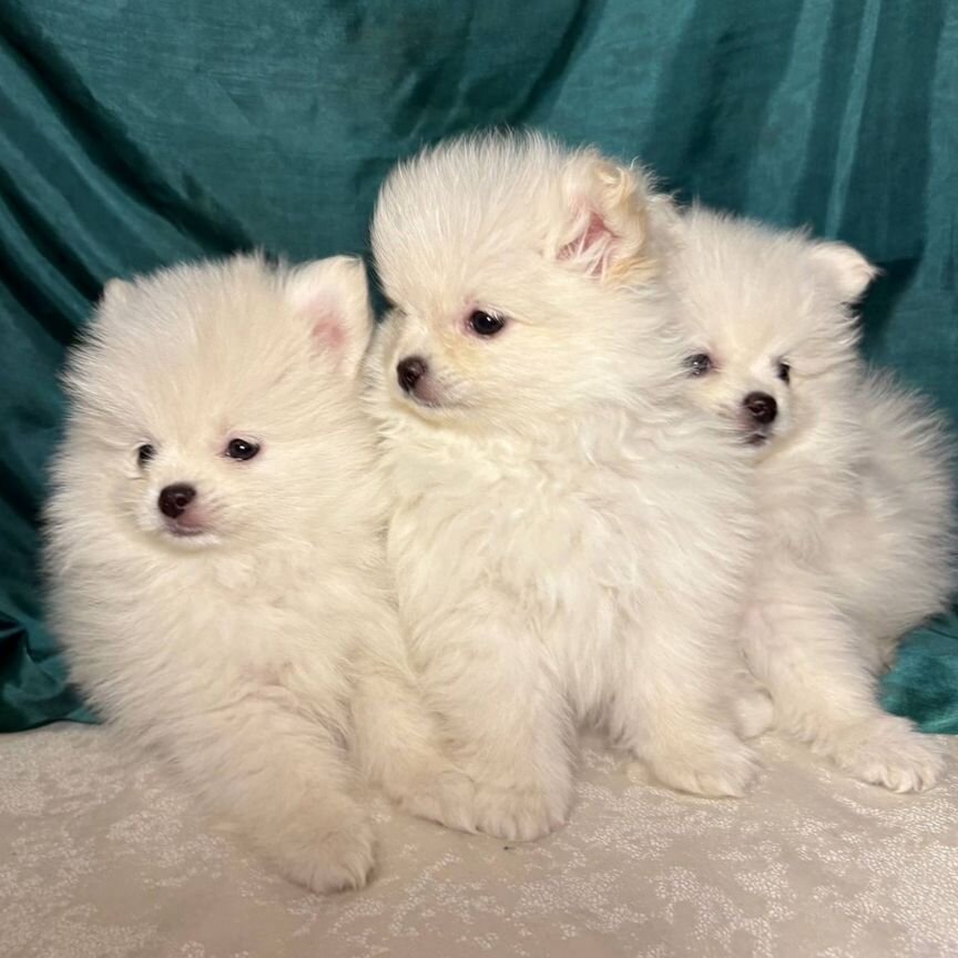 Померанский шпиц, щенок