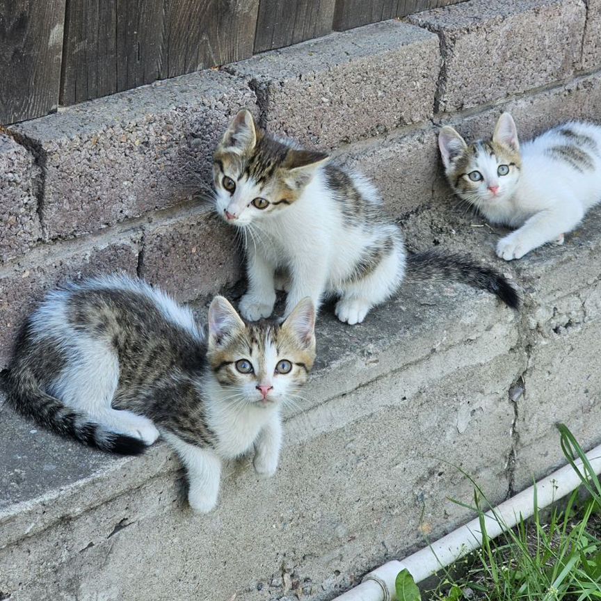 Котики бесплатно в добрые руки