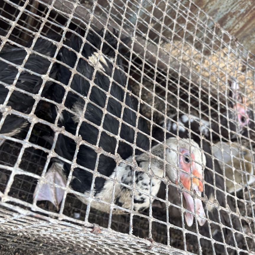 Мускусные утки