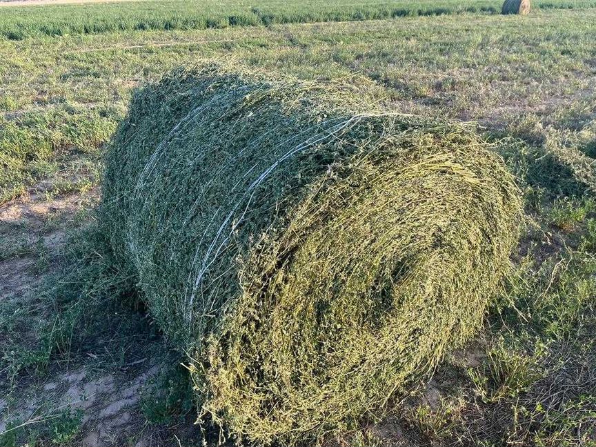 Сено люцерны