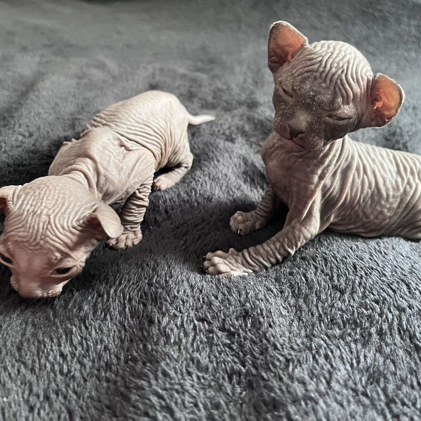 Котята сфинкс браш