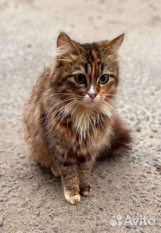 Кошки в добрые руки