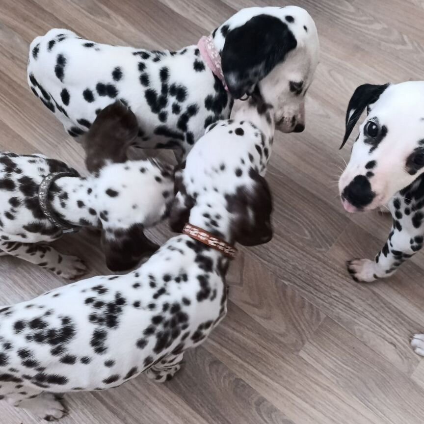 Далматин, щенок