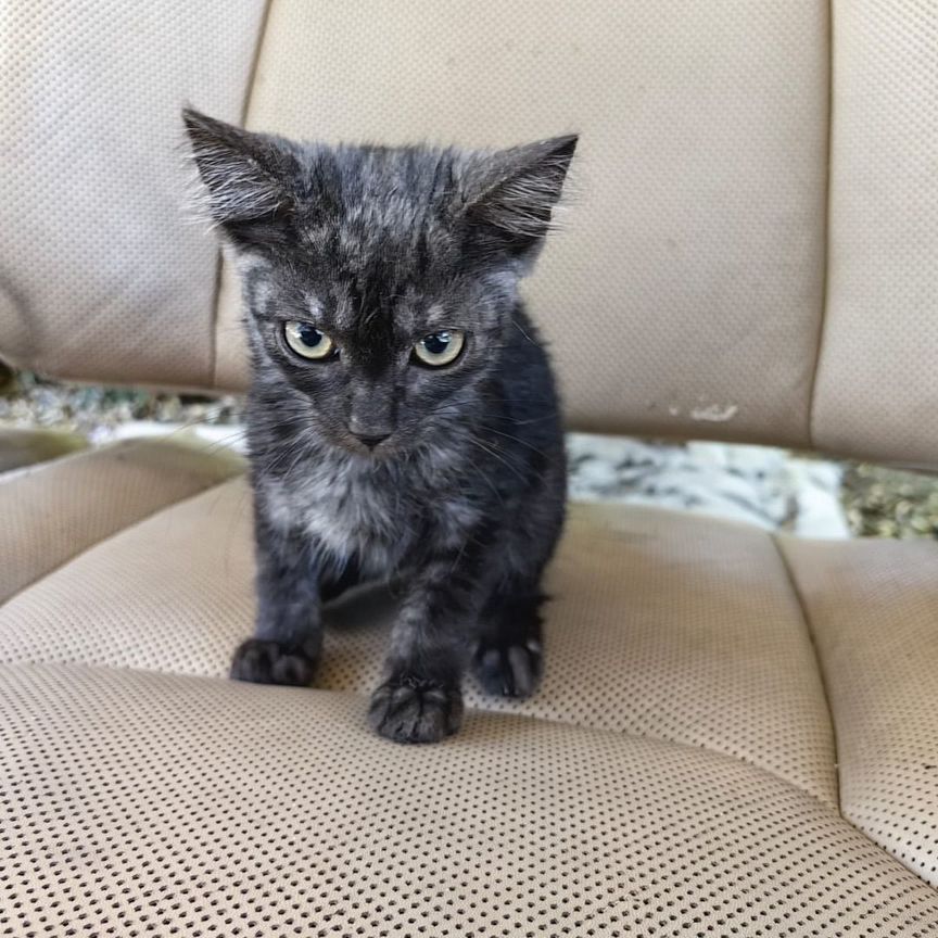 Котенок в дар