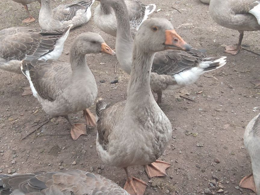 Крупные серые гуси