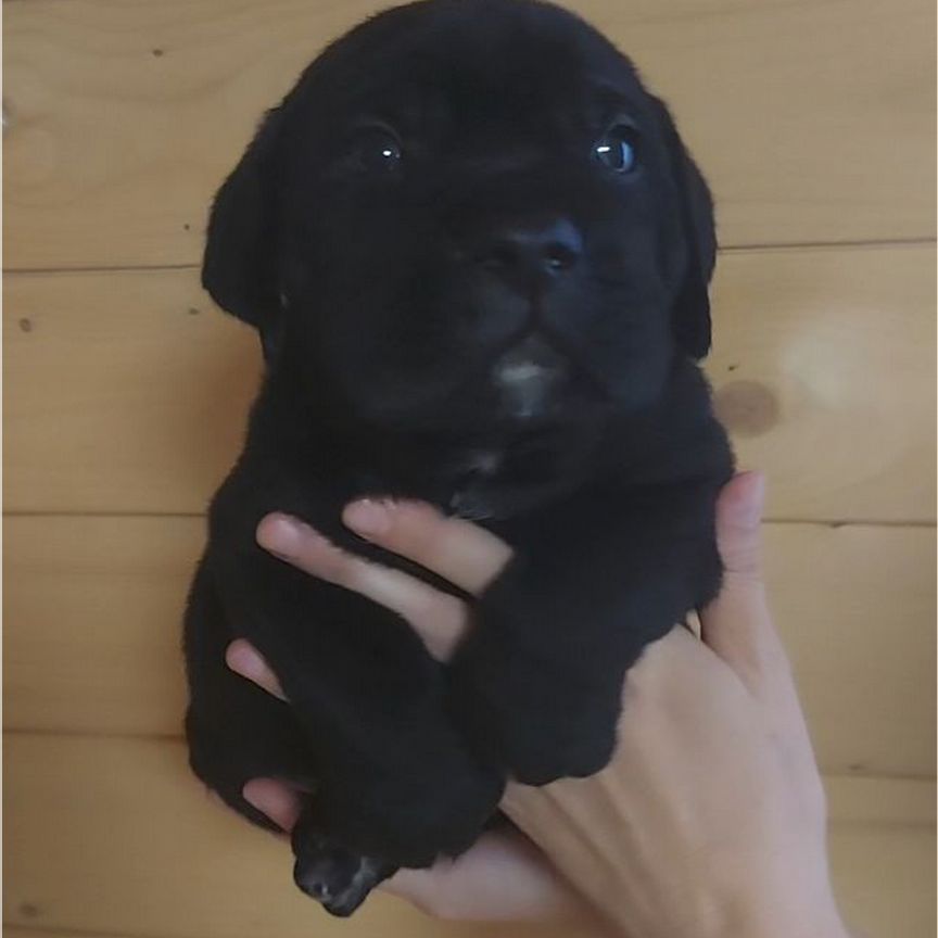 Щенки кане корсо парни в черном