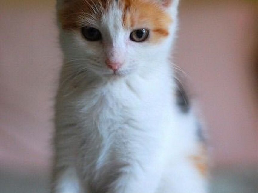Мята милая девочка котенок ищет дом