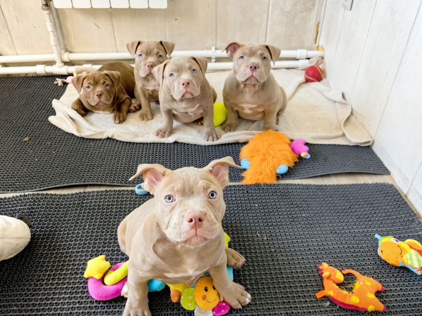 Банда американских булли