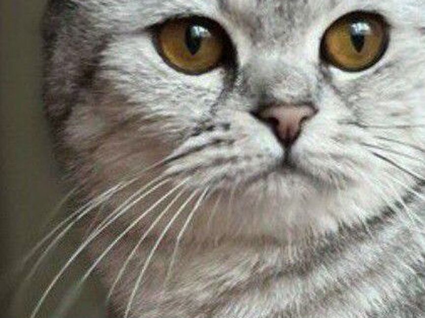 Британская кошка (ищем жениха)