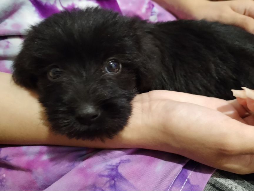 Собака маленькая порода