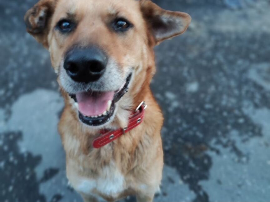 Чудесную собаку-няню для детей, заберите домой