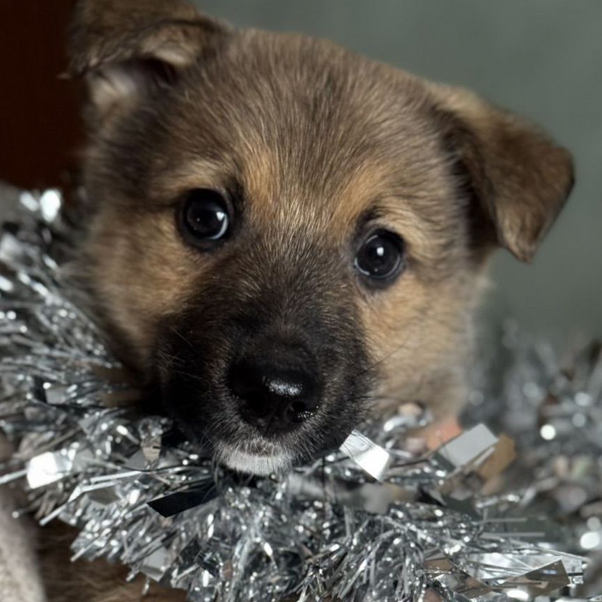 Щенок в добрые руки