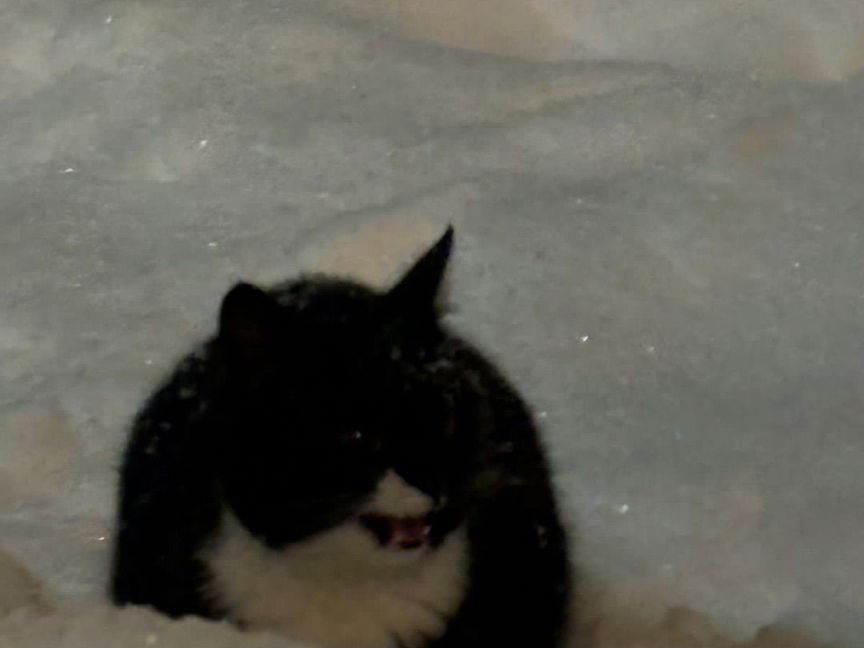 Котик дворовой, контактный