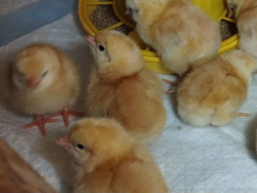 Суточные цыплята цветного бройлера