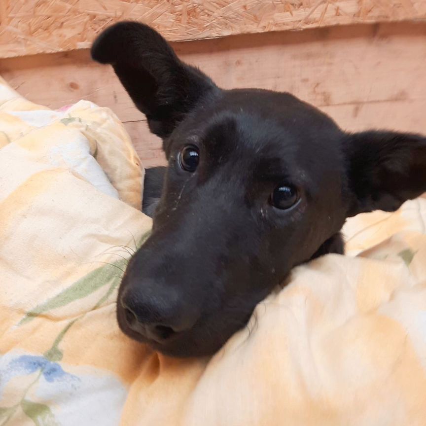 Собака в добрые руки