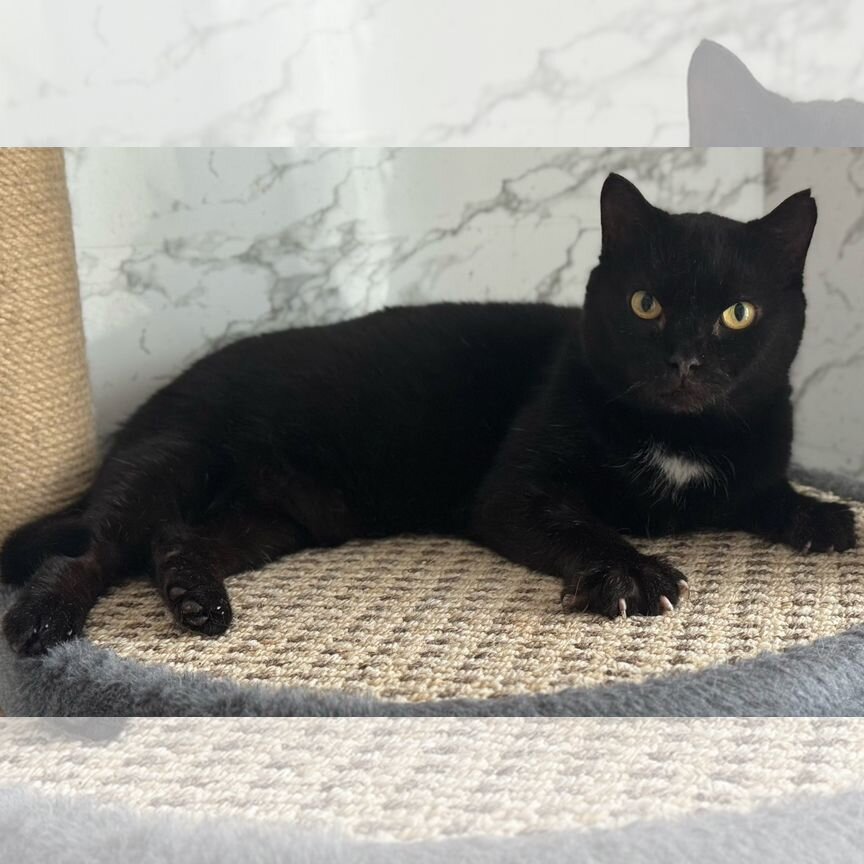 Взрослый кот в добрые руки