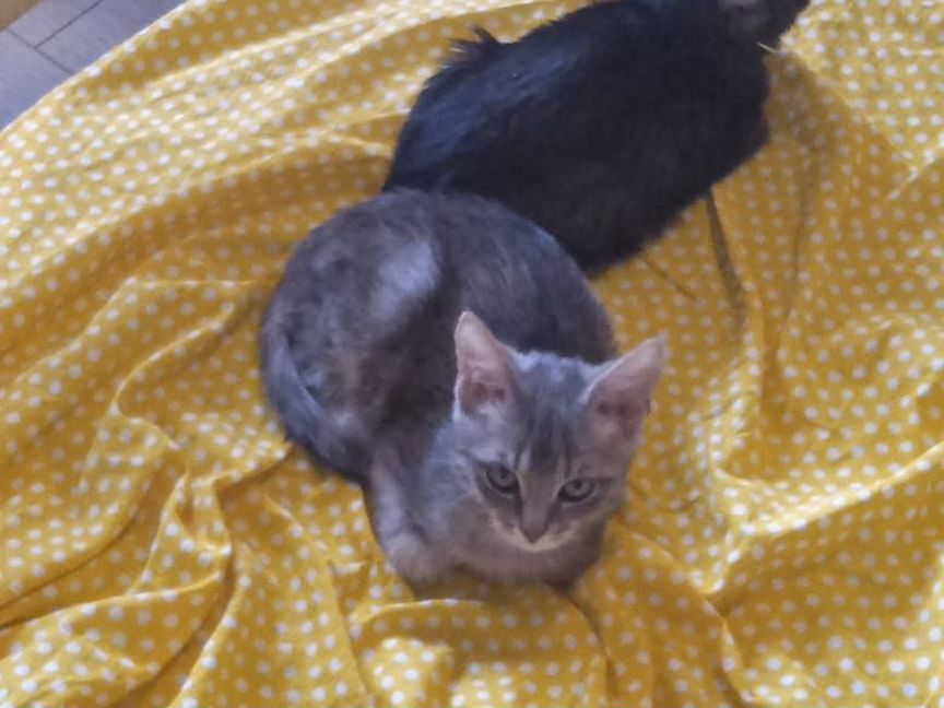 Кошки в добрые руки бесплатно