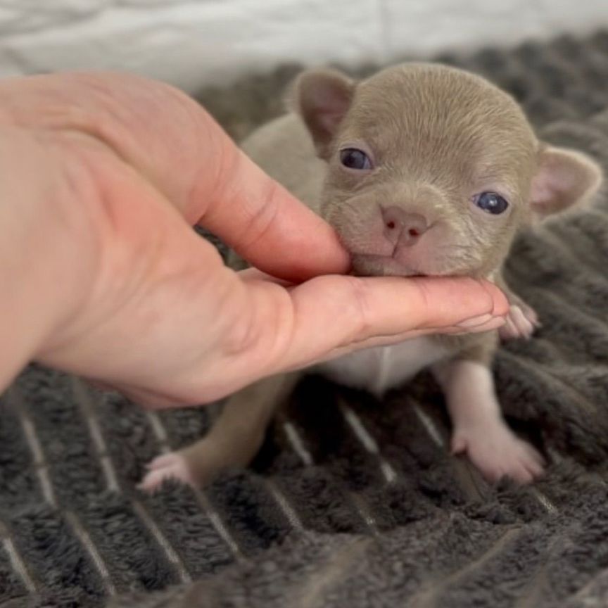 Чихуахуа, щенок