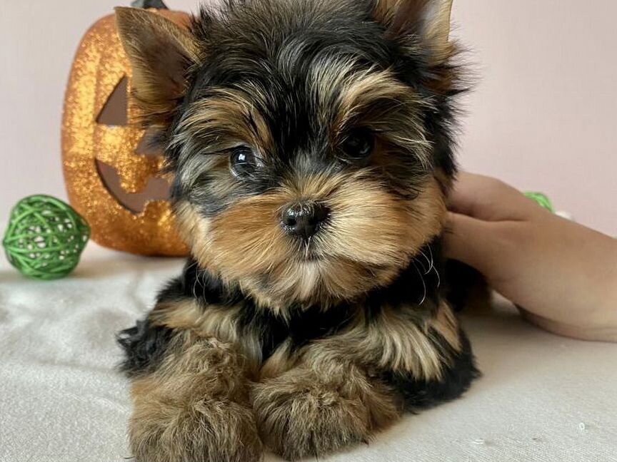 Йоркширский терьер щенки мальчик Орландо