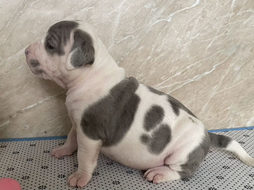 Редкостная красавица американского булли