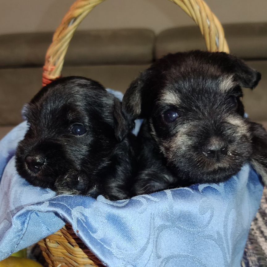 Цвергшнауцер, щенок