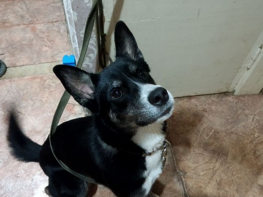 Собака в добрые руки