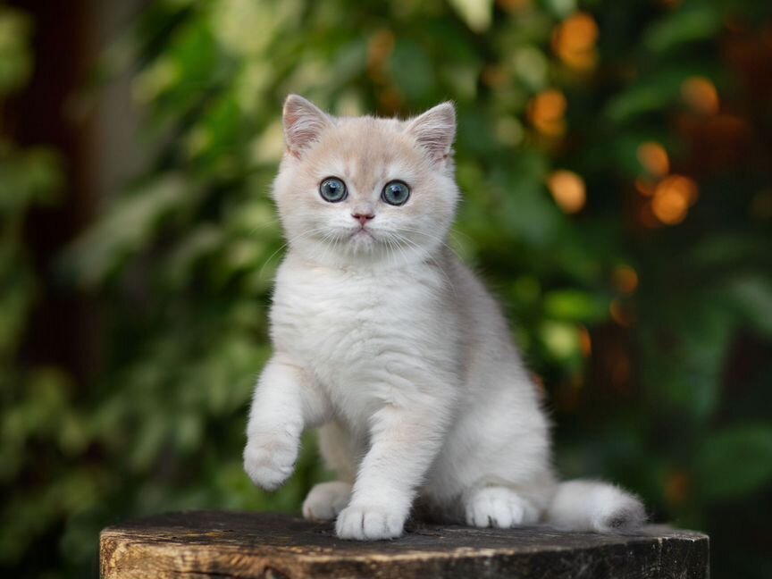 Британский котик золотая шиншилла(ay12)