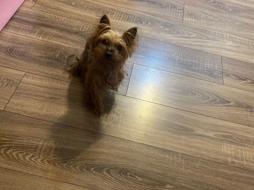 Собака йорк отдам в хорошие руки