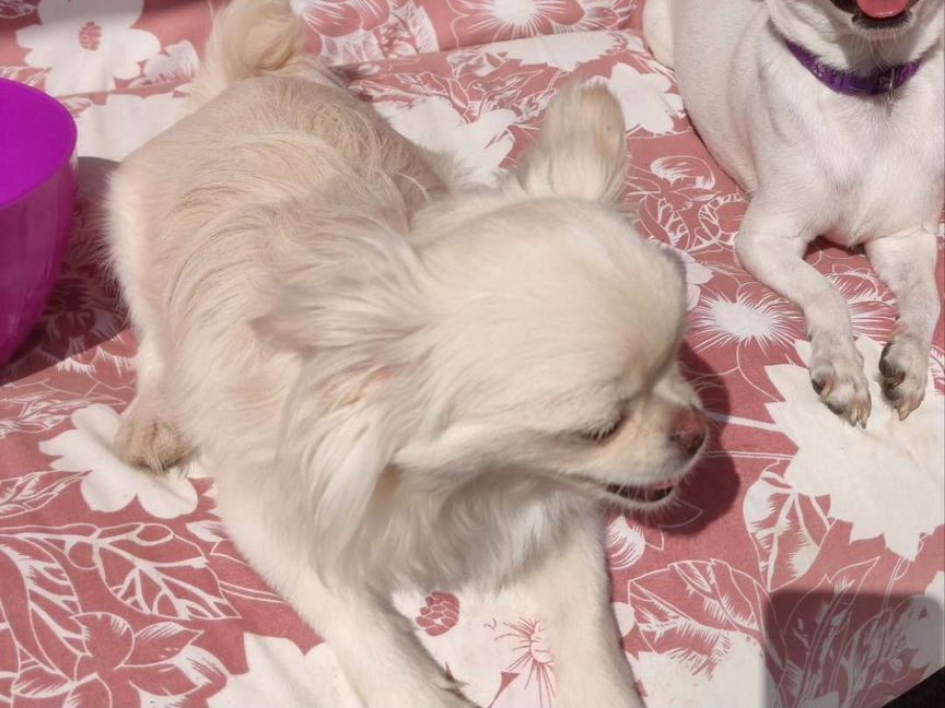 Длинношёрстный чихуахуа