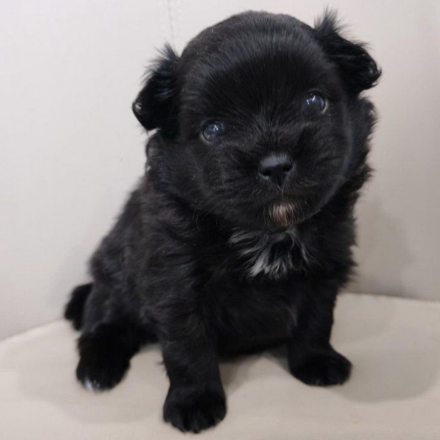 Померанский шпиц, щенок