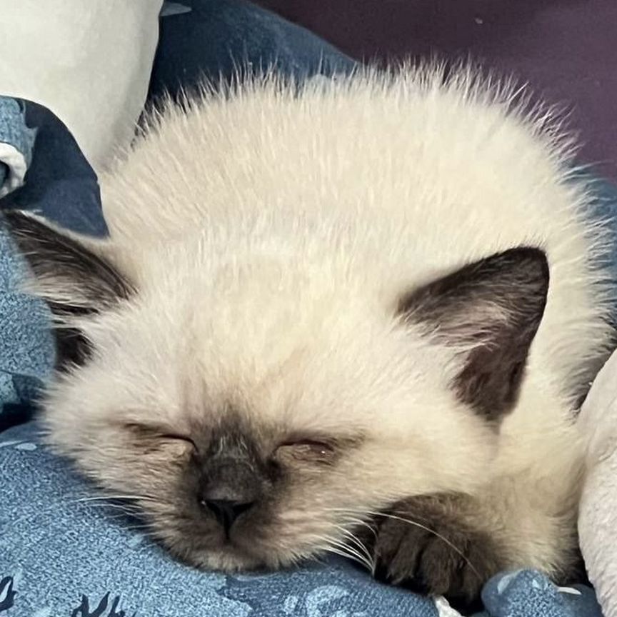 Кошечка 2 мес, смесь абессинской и британца