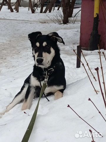 Щенок овчарка 5 мес