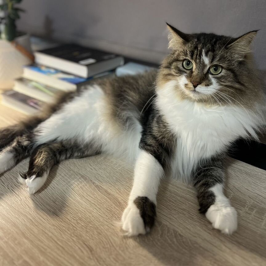 Взрослая, кошка в добрые руки