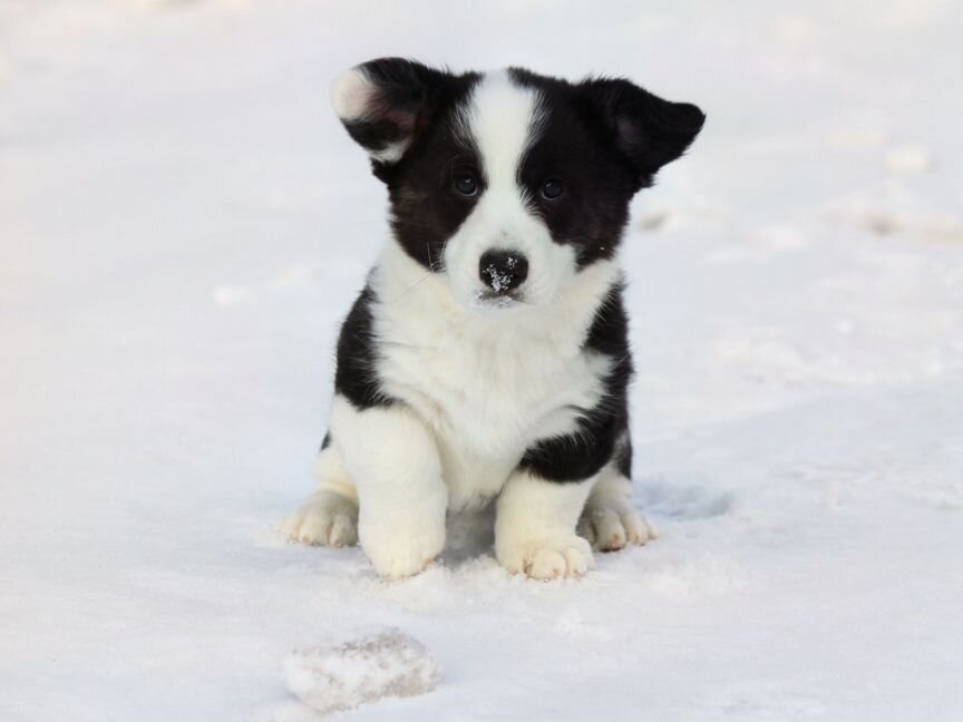 Вельш Корги Кардиган