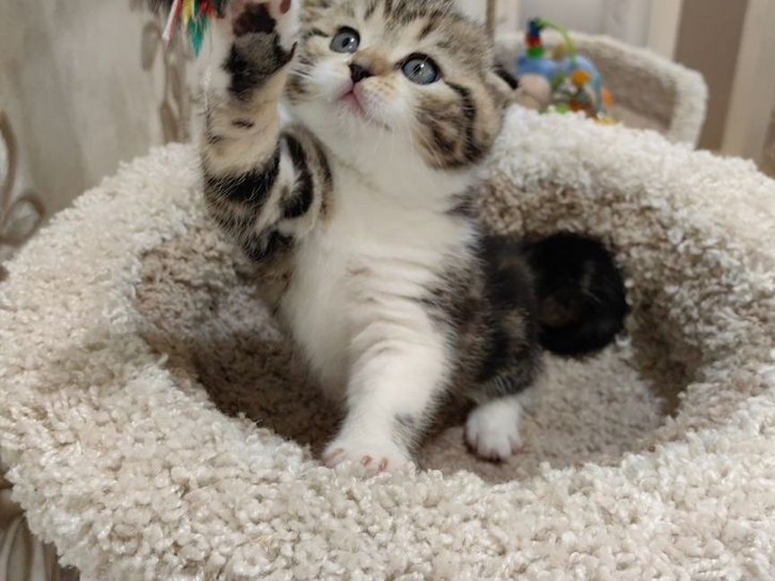 Шотландская вислоухая кошка