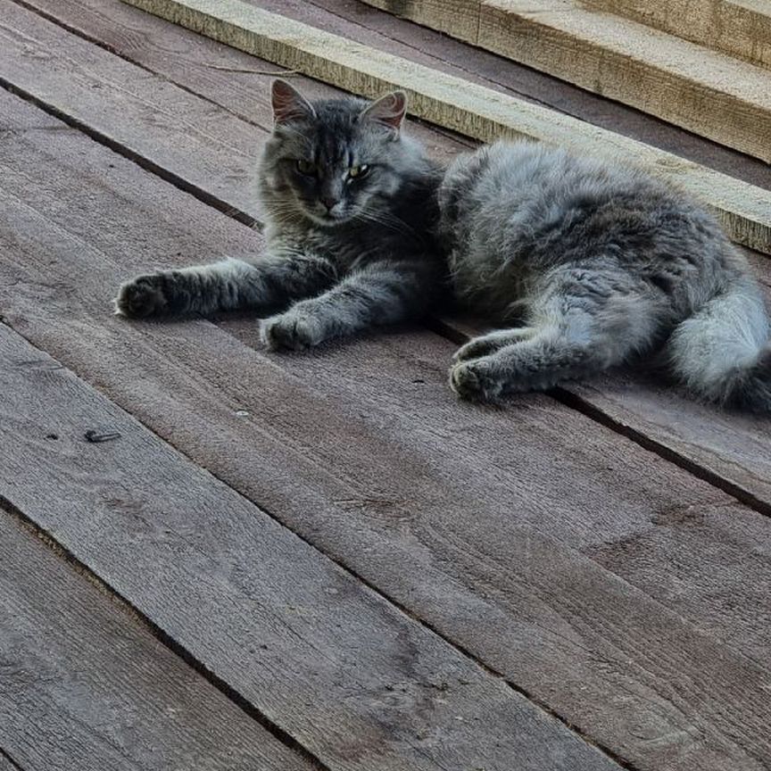 Сибирский кот бесплатно