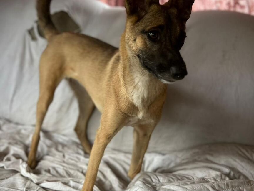 Ржавая умница