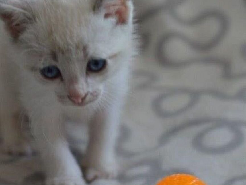 Котенок полусиамский