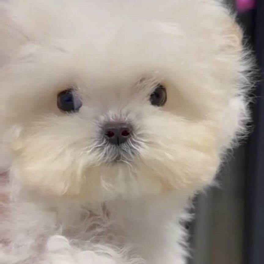 Мини щенки бишон