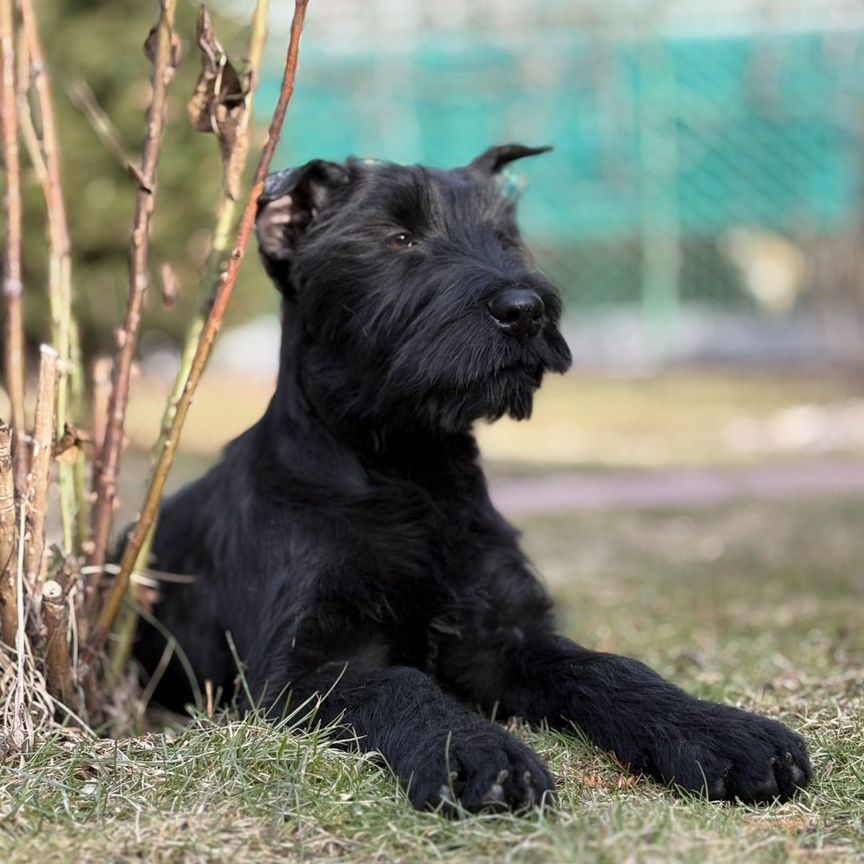 Ризеншнауцер