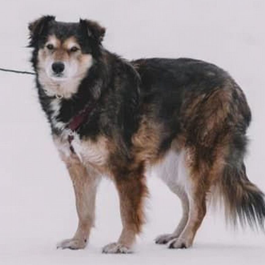 Собака в добрые руки бесплатно