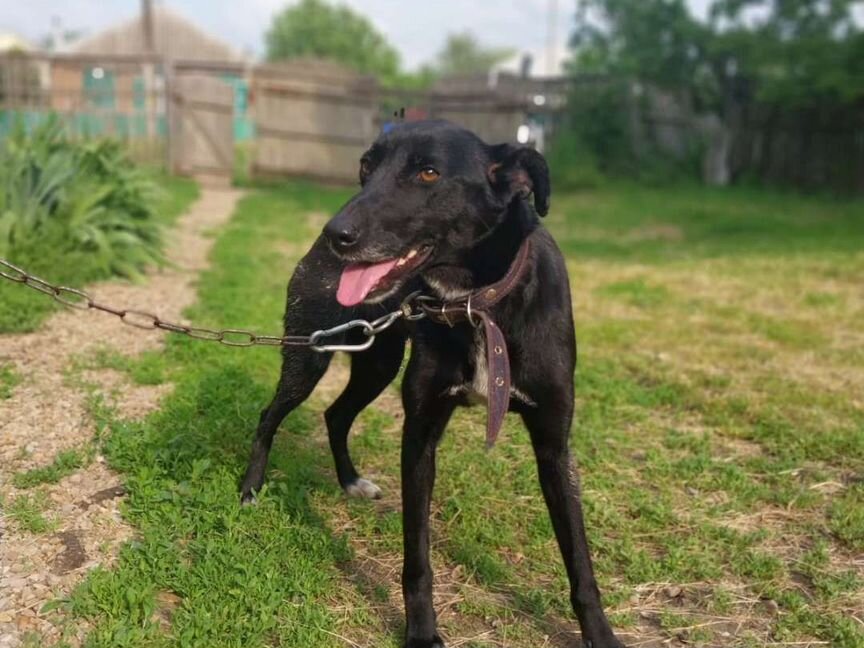 Стерилизованная Собака Айка