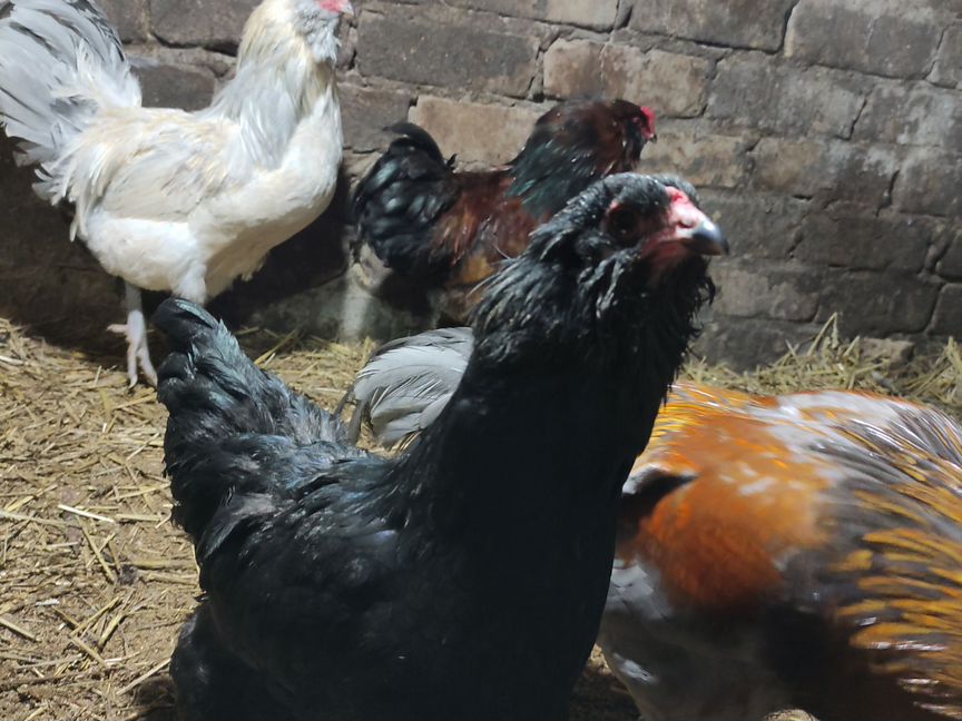 Семья Амераукан 1 + 2