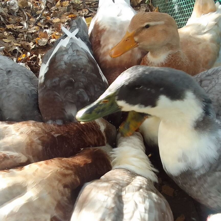 Утки порода Агидель