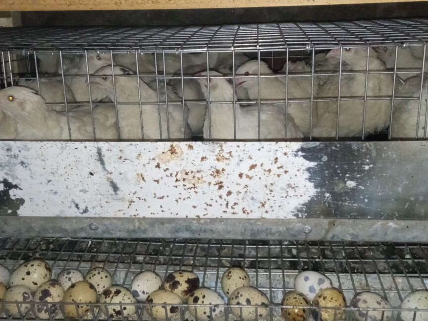 Перепела несушки клетка для перепелов